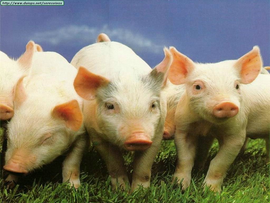 levante, cria y comercializacion de porcinos